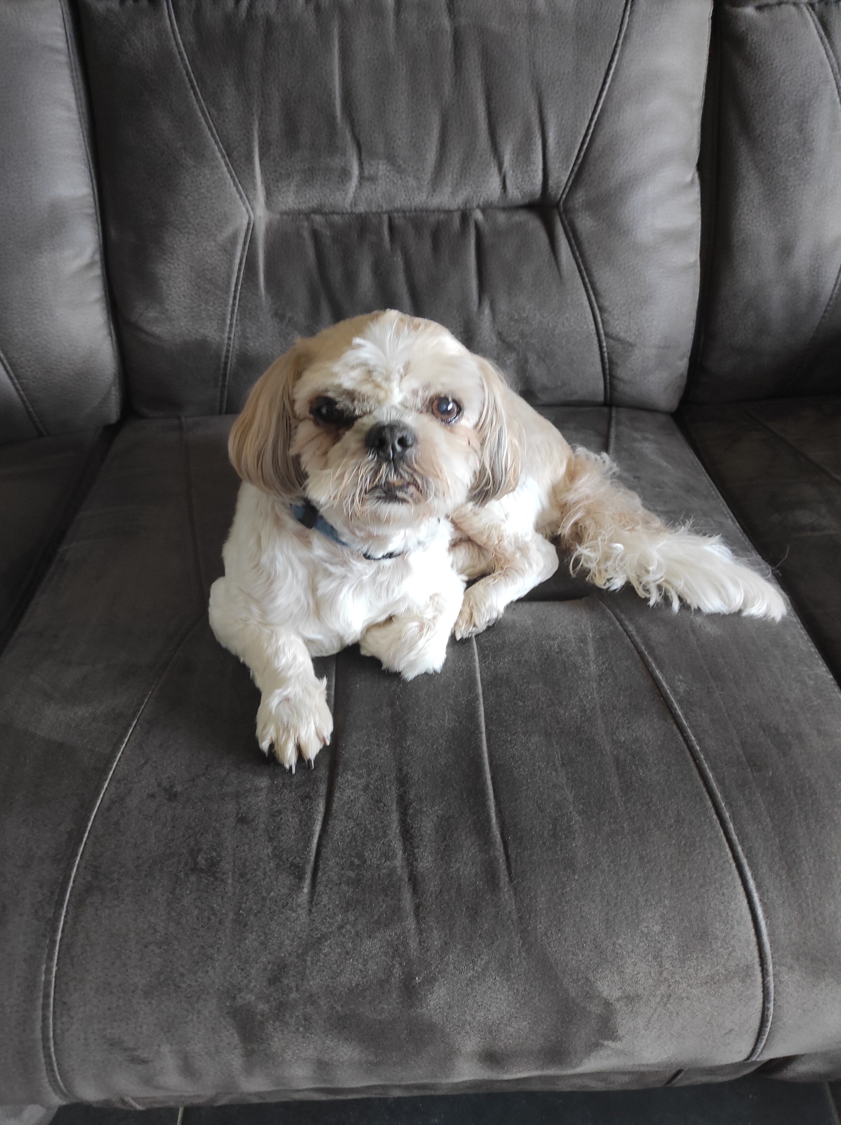 Laetitia Mathonet - Simba - Crema Dignity