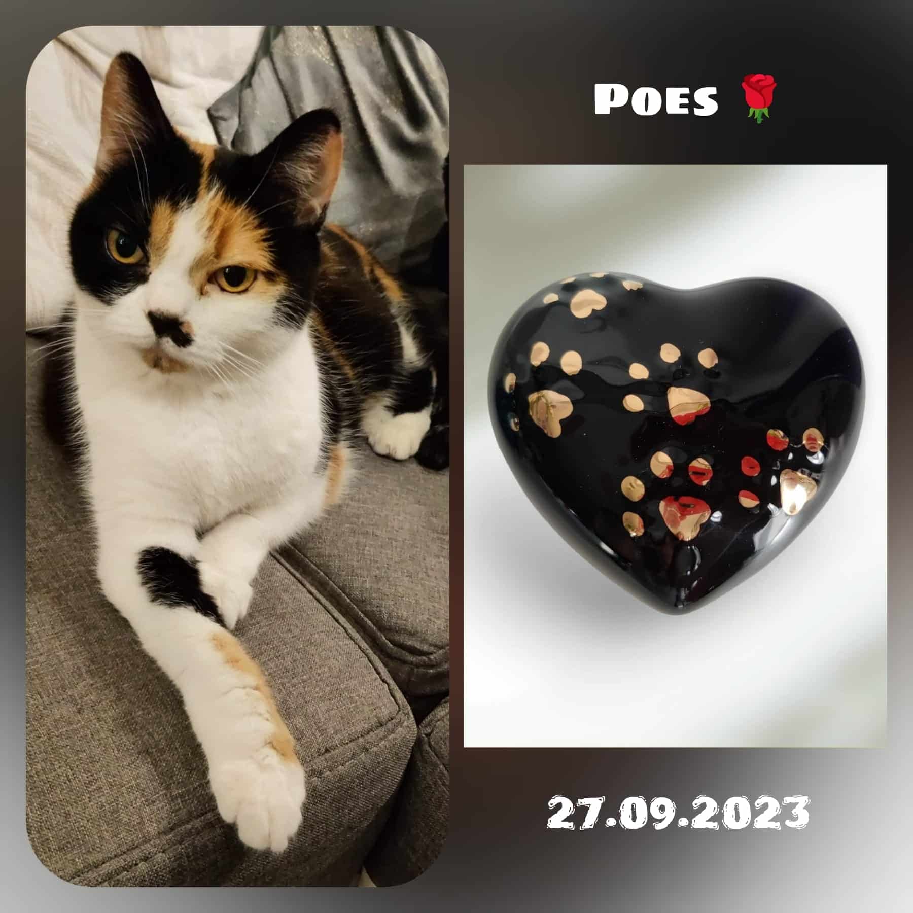 Stamate Miruna - Poes - Crema Dignity